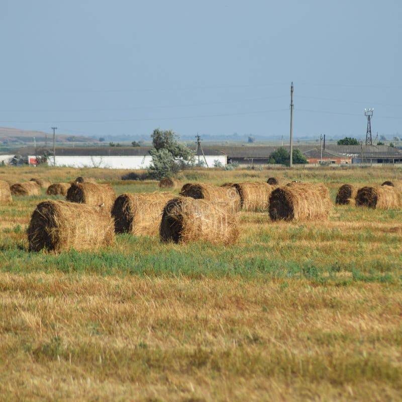 Haystacks in the field stock image. Image of field, haystack - 135494061