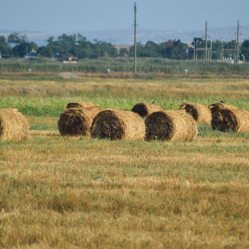 Haystacks in the field stock photo. Image of grass, food - 135494064