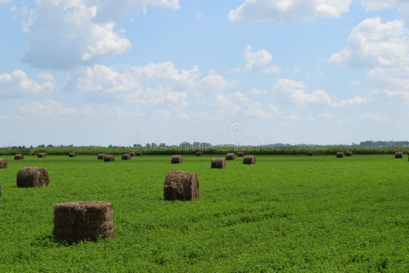 Haystacks in the field stock image. Image of land, corn - 59321551