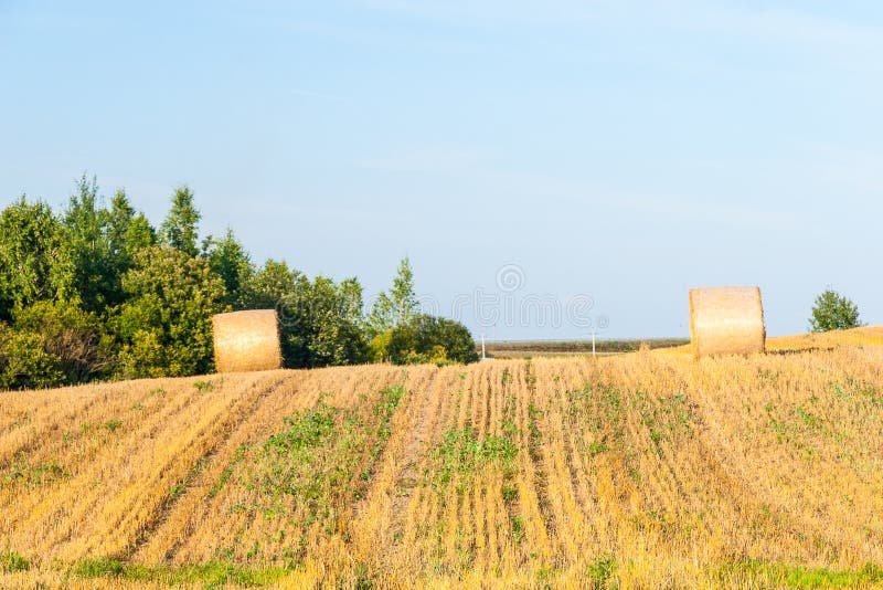 Haystacks in the field stock image. Image of industry - 44385773
