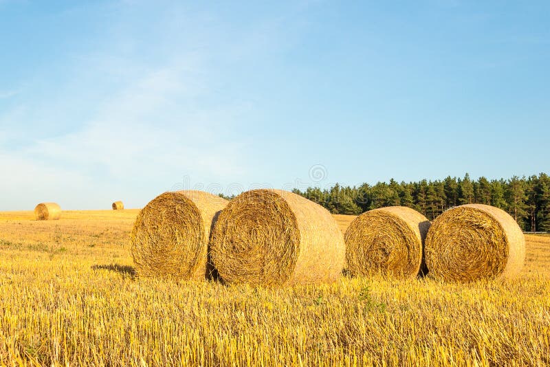 Haystacks in the field stock image. Image of farm, landscape - 44460727