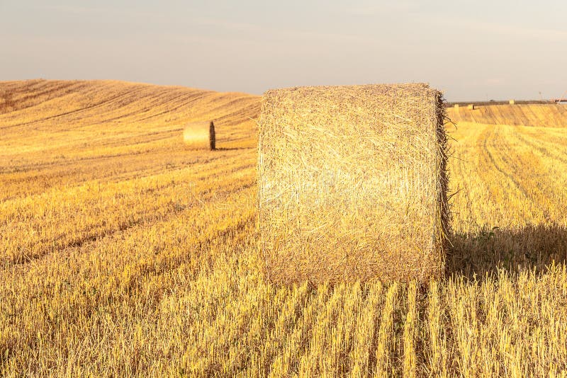 Haystacks in the field stock photo. Image of cereal, country - 44460748