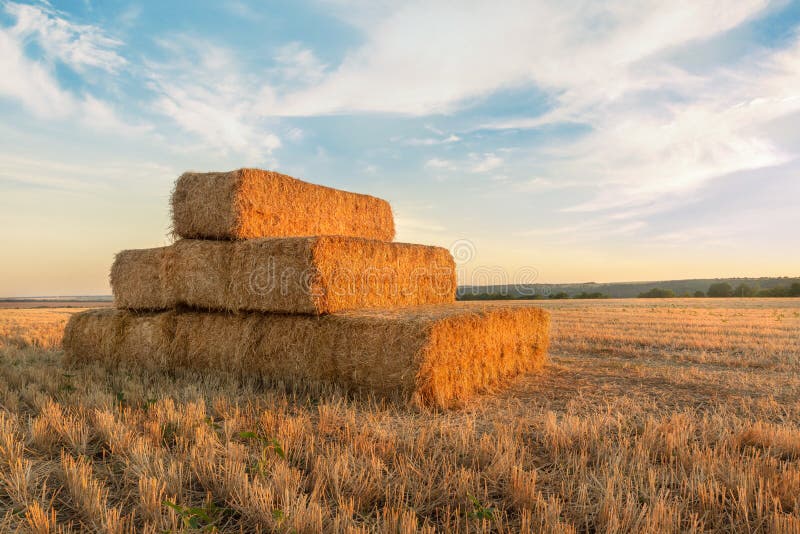 Haystacks in a Field at Sunset Stock Image - Image of meadow, bale ...
