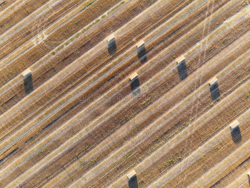 Haystacks on a Field at Sunset - Top View Stock Image - Image of ...