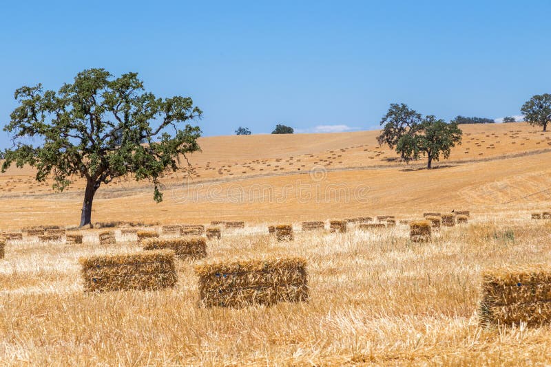 Haystacks Field with Trees stock photo. Image of haystack - 64130400