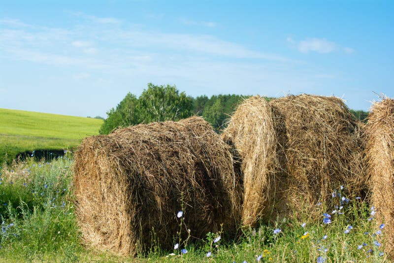 Haystacks in a Field in the Village. Sunny Morning Stock Image - Image ...
