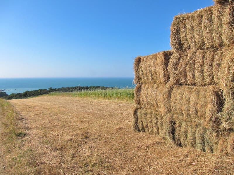 Haystacks in fields stock photo. Image of agriculture - 52191258