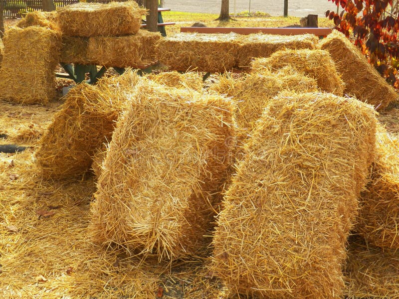 Haystacks stock photo. Image of fall, season, autumn - 51288782