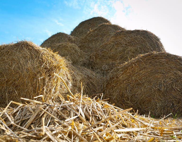 Haystacks stock photo. Image of feedstock, agrarian, farmland - 47817132