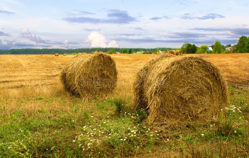 Haystack hay straw stock image. Image of bale, gold, meadow - 6343035