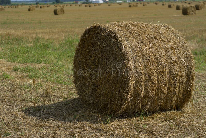 Haystacks are Harvested from the Field in Summer Stock Image - Image of ...