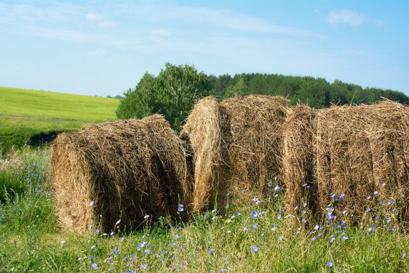 Haystacks Harvested on a Field in Lsummer. Stock Photo - Image of ...
