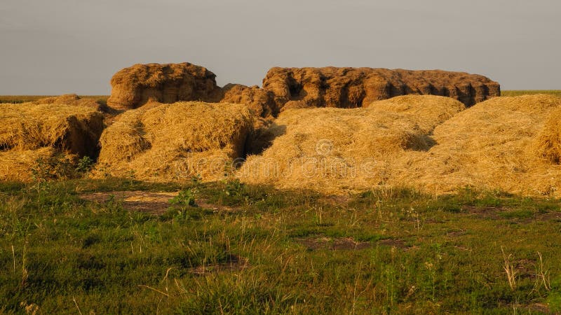 Haystacks after Harvesting on the Grass Stock Image - Image of objects ...