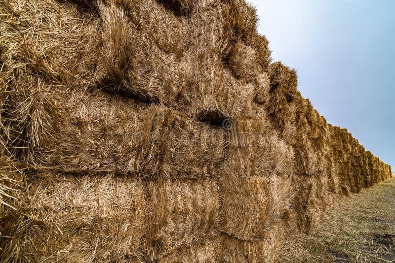 Haystacks in Fall in the Palouse Stock Photo - Image of crop, nature ...