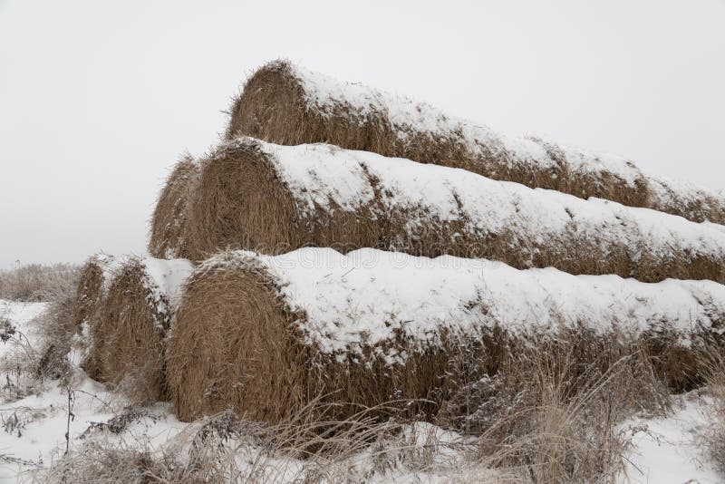 Haystacks Prepared for Animal Feed in Winter. Hay Storage in Winter ...