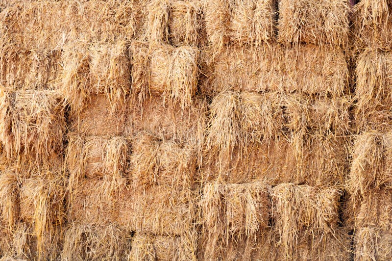 Haystacks Stock after the Havest Season Stock Image - Image of ...