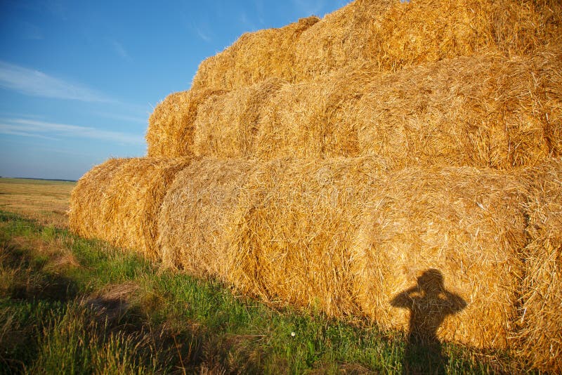 Haystacks of Straw after Harvest in the Field Stock Image - Image of ...