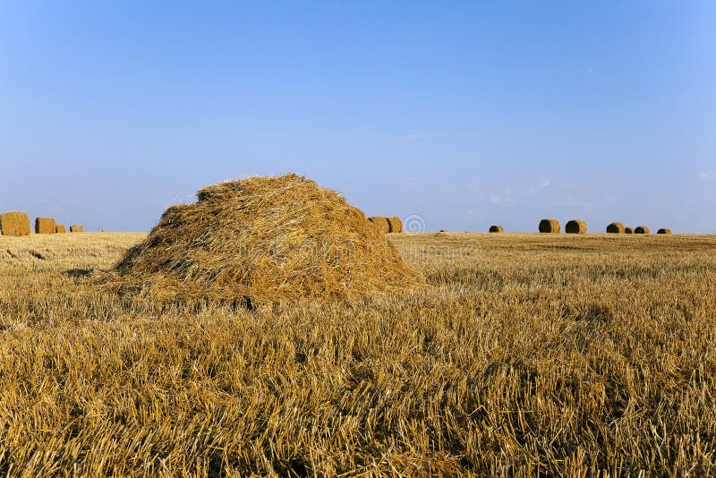 Haystacks straw , summer stock photo. Image of outdoors - 75395286