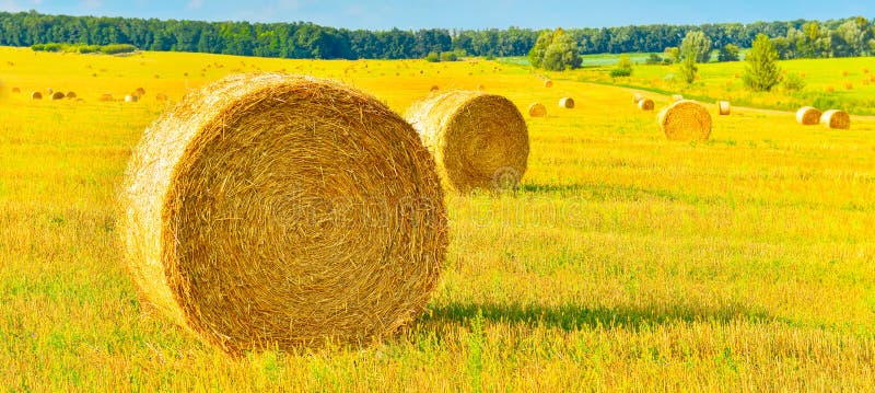 Haystacks stock photo. Image of land, haystacks, farming - 43884178