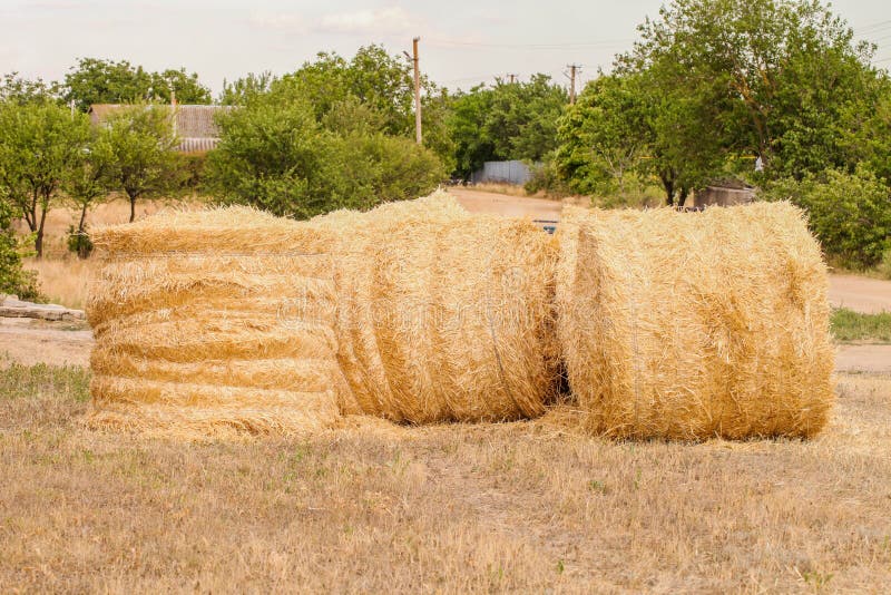 Haystacks on summer day stock image. Image of straw - 260971893