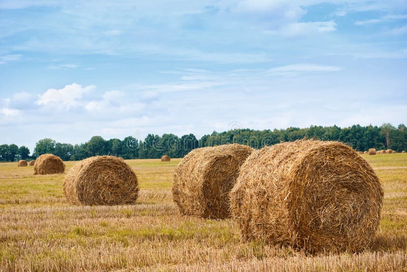 Haystacks in Summer Field, Beautiful Landscape Stock Photo - Image of ...