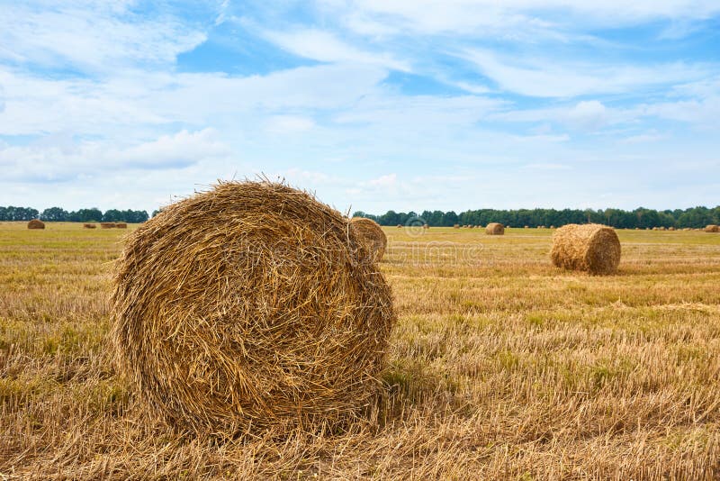 Haystacks in Summer Field, Beautiful Landscape Stock Photo - Image of ...