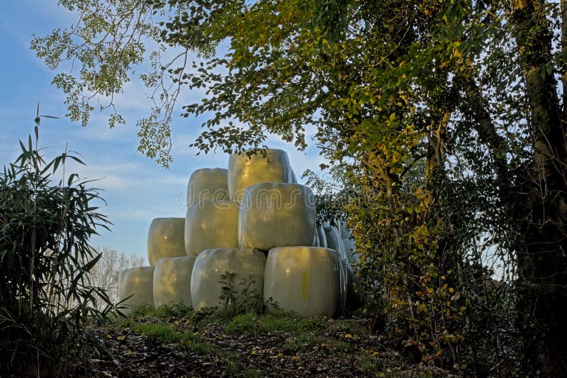 Haystacks Packed in Plastic in the Flemish Countryside Stock Photo ...