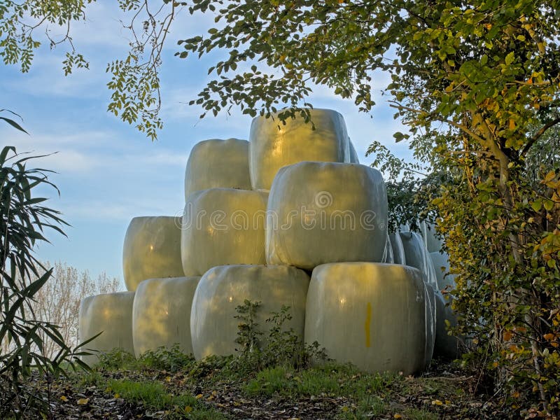 Haystacks Packed in Plastic in the Flemish Countryside Stock Image ...