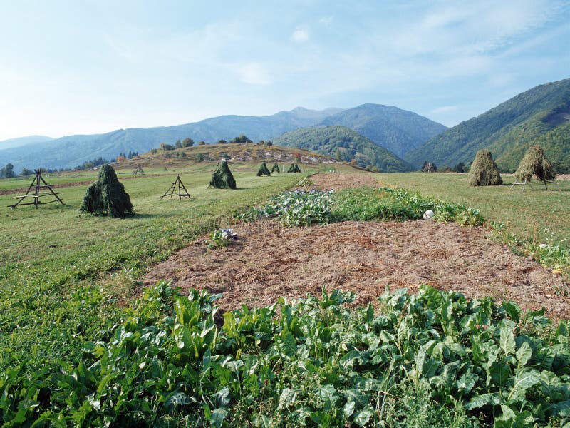 Haystacks View, Bucovina Region, Romania, Winter Season Stock Photo ...