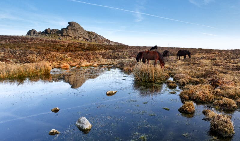 Haytor, Dartmoor National Park Stock Image - Image of bush, pool: 23677171