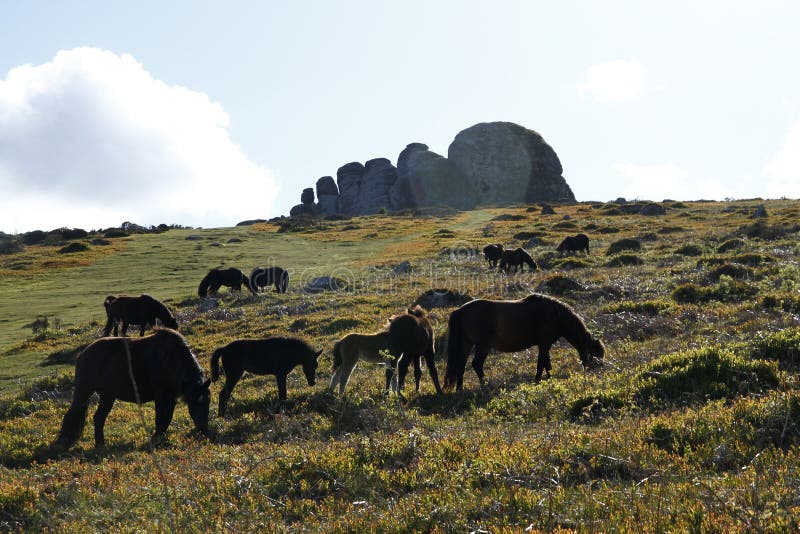 Haytor Rocks & Dartmoor Ponies Stock Image - Image of granite, arid ...