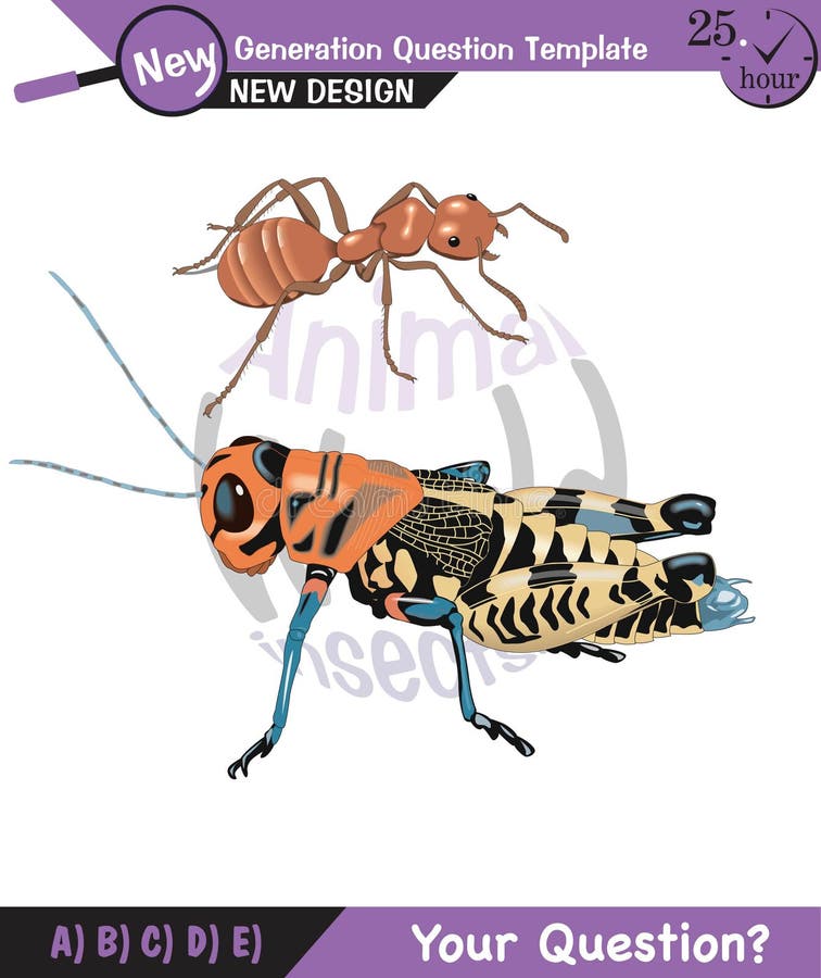 Animal World, Insects, Vector, Eps, New Generation Question Template ...