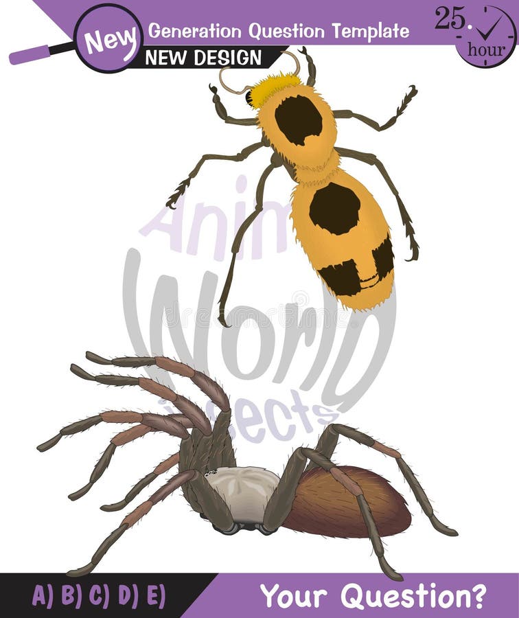Animal World, Insects, Vector, Eps, New Generation Question Template ...