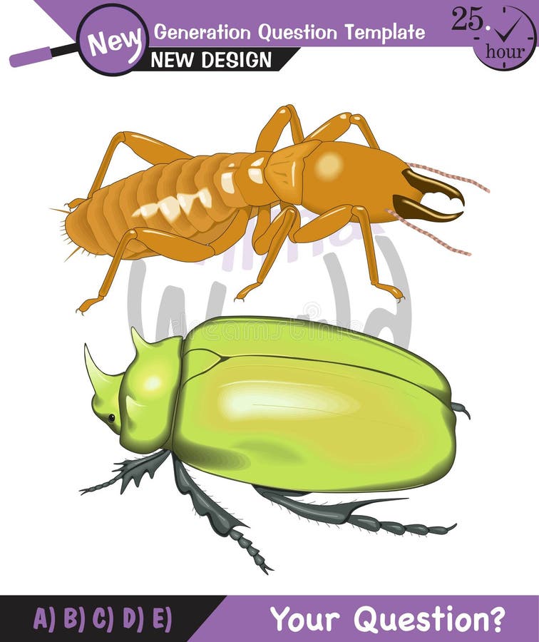 Animal World, Insects, Vector, Eps, New Generation Question Template ...