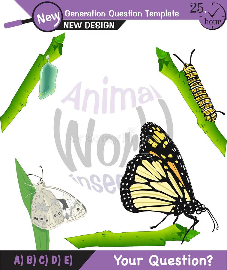Animal World, Insects, Vector, Eps, New Generation Question Template ...