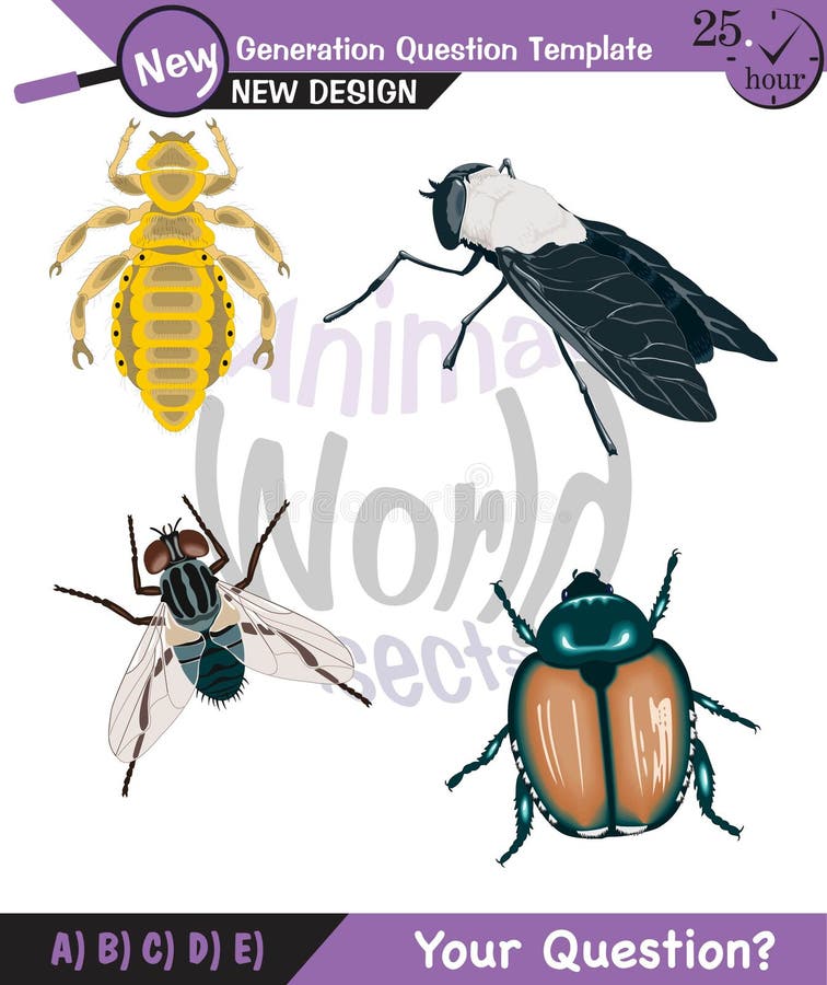 Animal World, Insects, Vector, Eps, New Generation Question Template ...