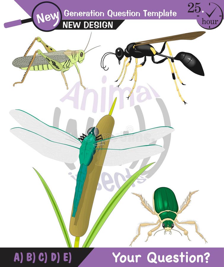 Animal World, Insects, Vector, Eps, New Generation Question Template ...