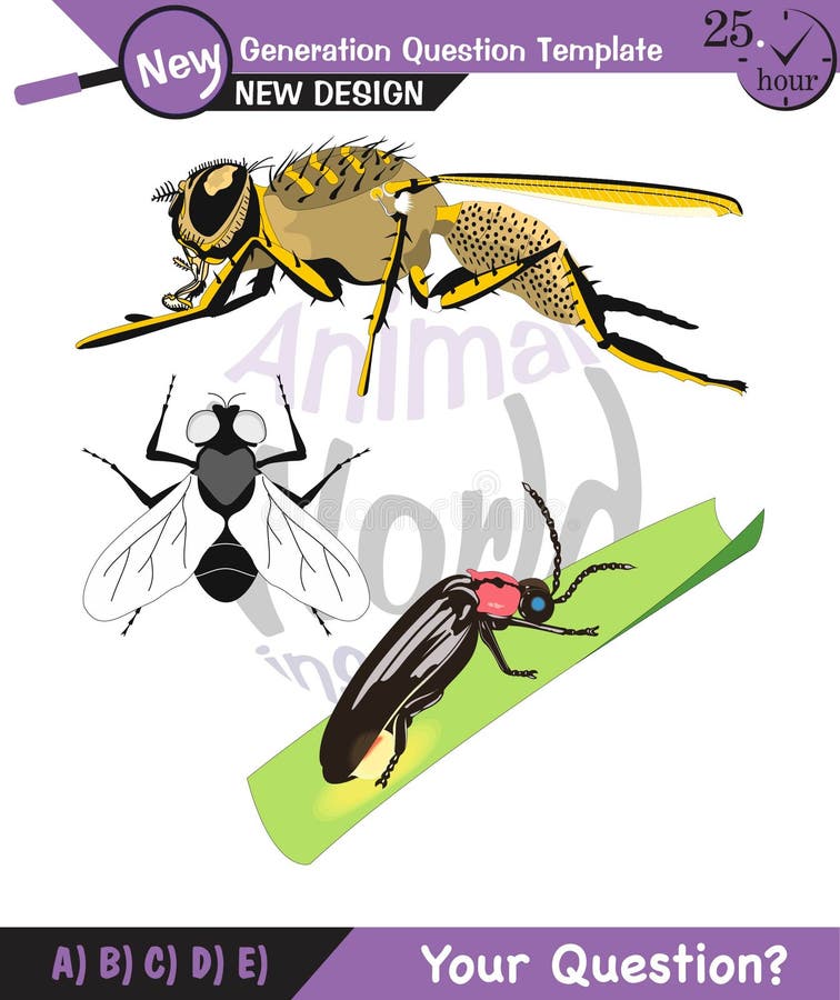 Animal World, Insects, Vector, Eps, New Generation Question Template ...