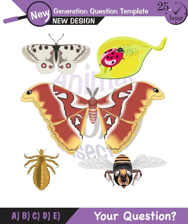 Animal World, Insects, Vector, Eps, New Generation Question Template ...