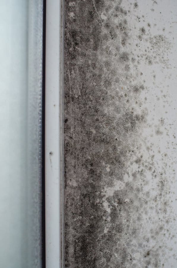 Hazardous Black Mold on Damp Wall by Window Frame Indoors Stock Image ...