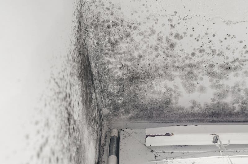 Hazardous Mold on Walls and Ceiling by Window with Blinds Indoors Stock ...