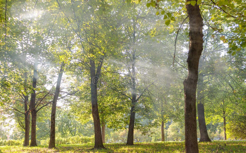 Haze Covered the Trees, Rays of Light Make Their Way through the Haze ...