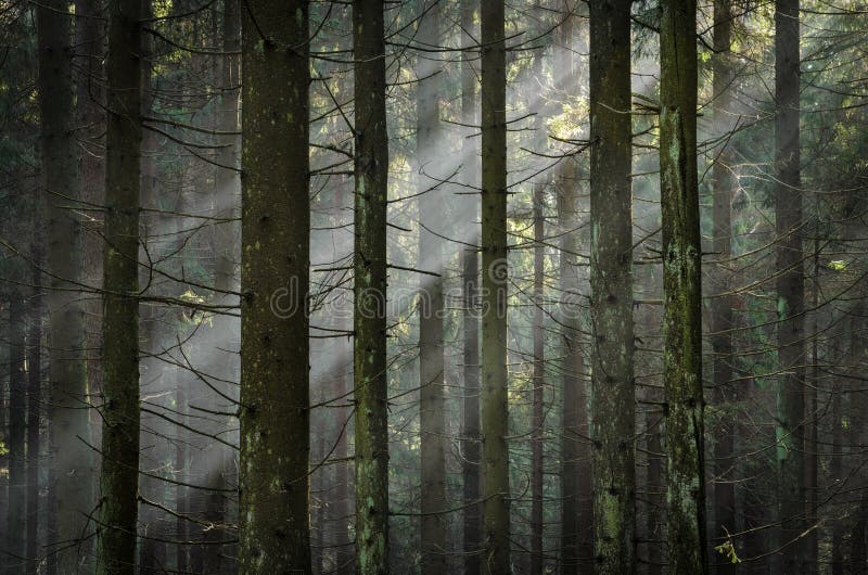 Haze of the forest stock image. Image of tree, forest - 41644853