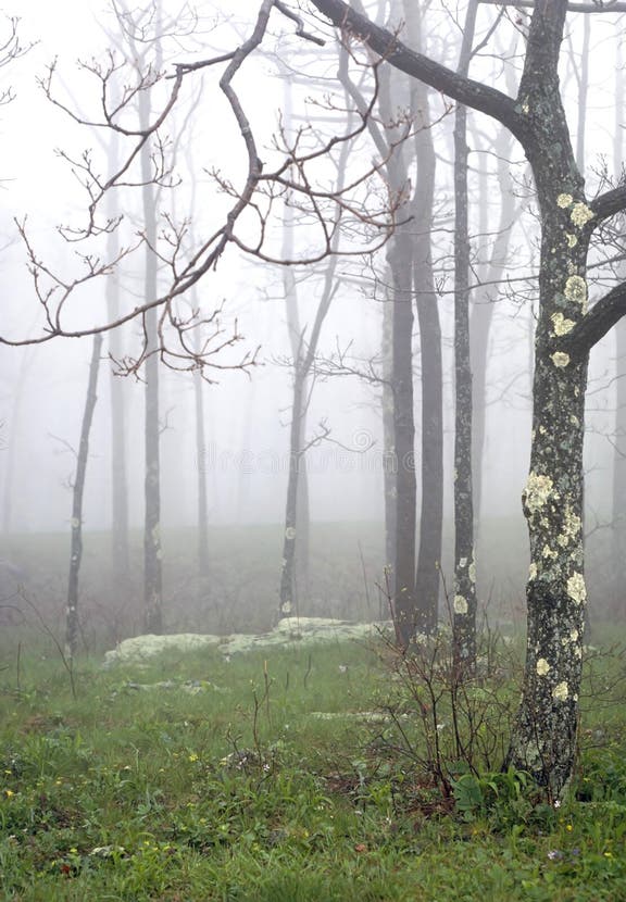 Haze Tree V stock image. Image of winter, abstract, grass - 49773