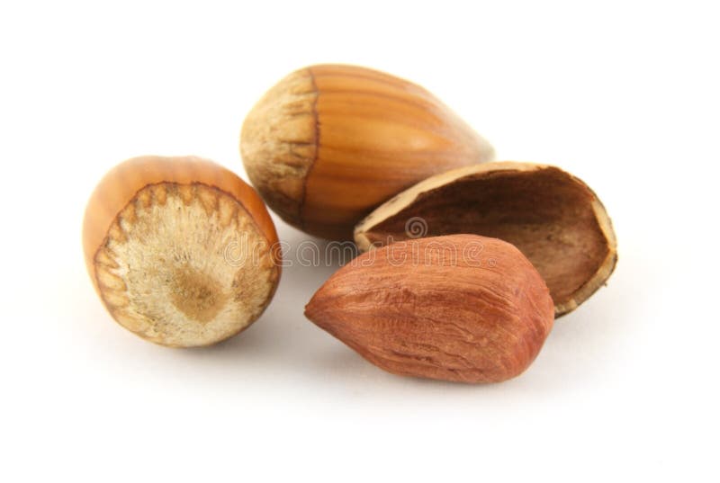 Hazelnut stock photo. Image of core, shell, macro, filbert - 8397720