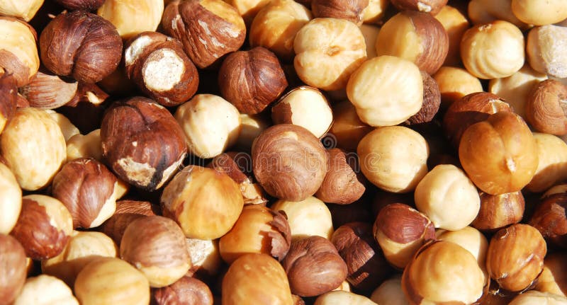 Hazel background stock photo. Image of gourmet, background - 26649646