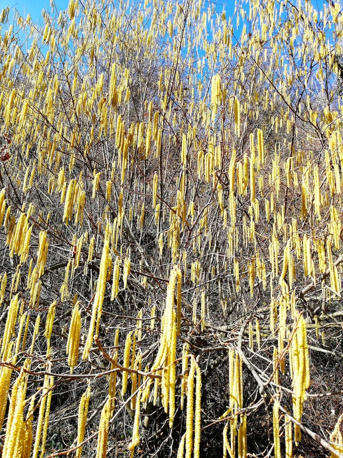 A Large Tree Hazel in Bloom,hazel in Spring Stock Image - Image of ...