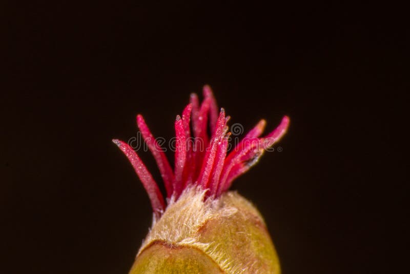 Hazel in bloom stock photo. Image of corylus, bush, flower - 219120564