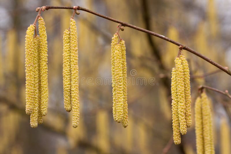 Hazel Discreet Stock Photos - Free & Royalty-Free Stock Photos from ...