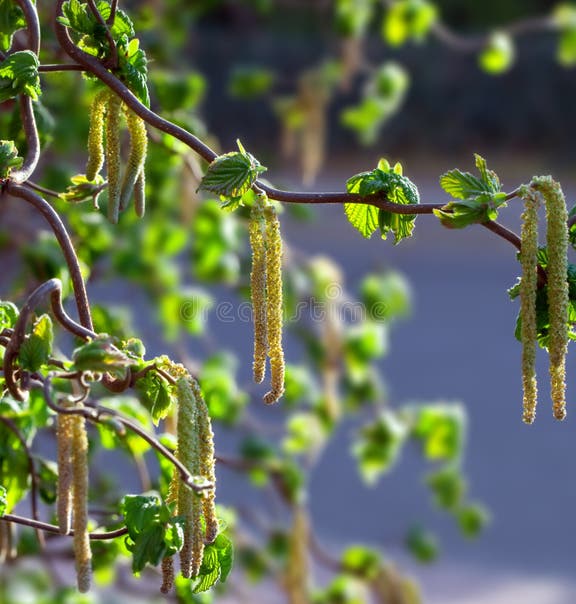 Hazel branch stock image. Image of leaves, botanical - 19187535